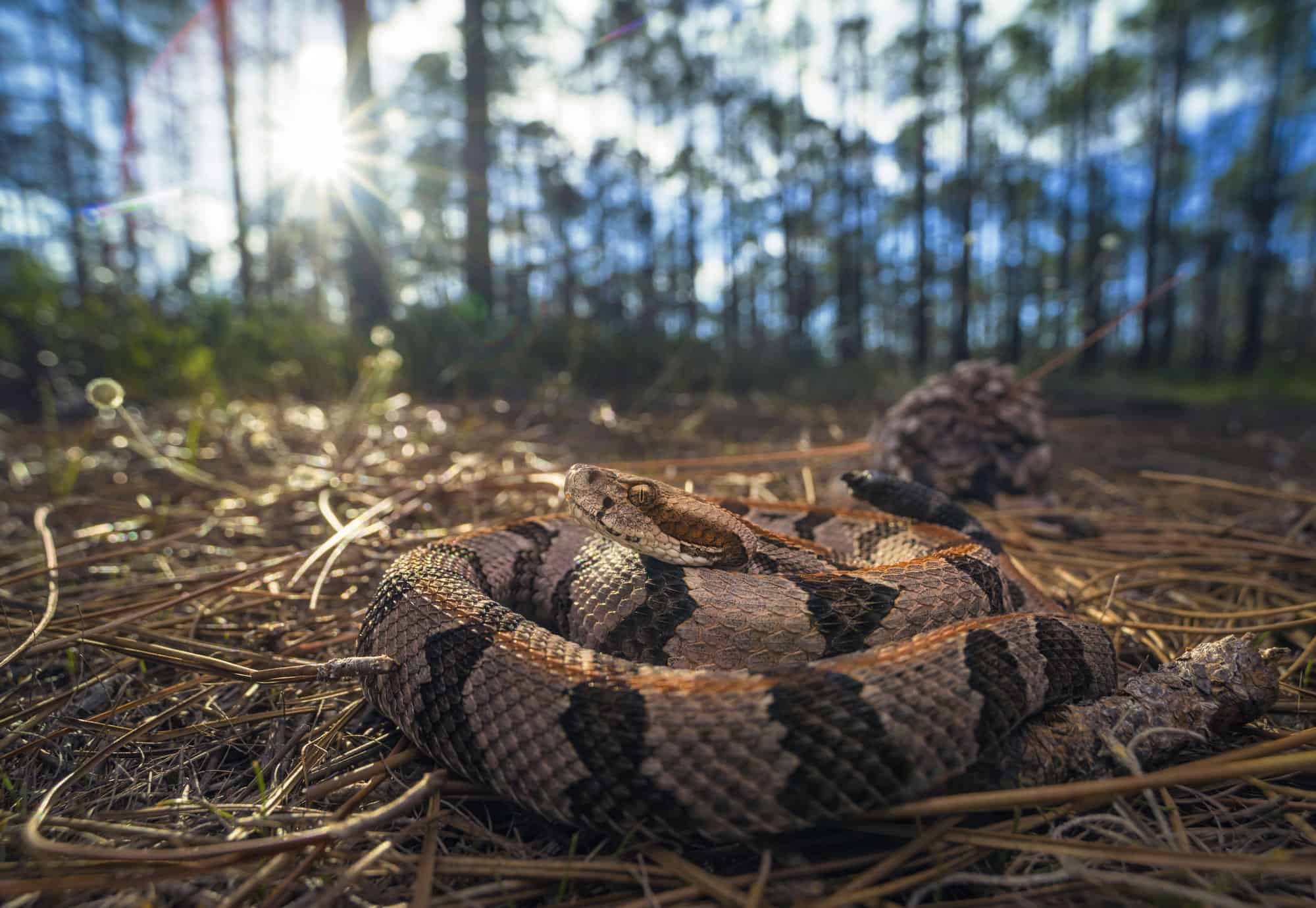 This man-sized snake dwells in the forest and has deadly venom