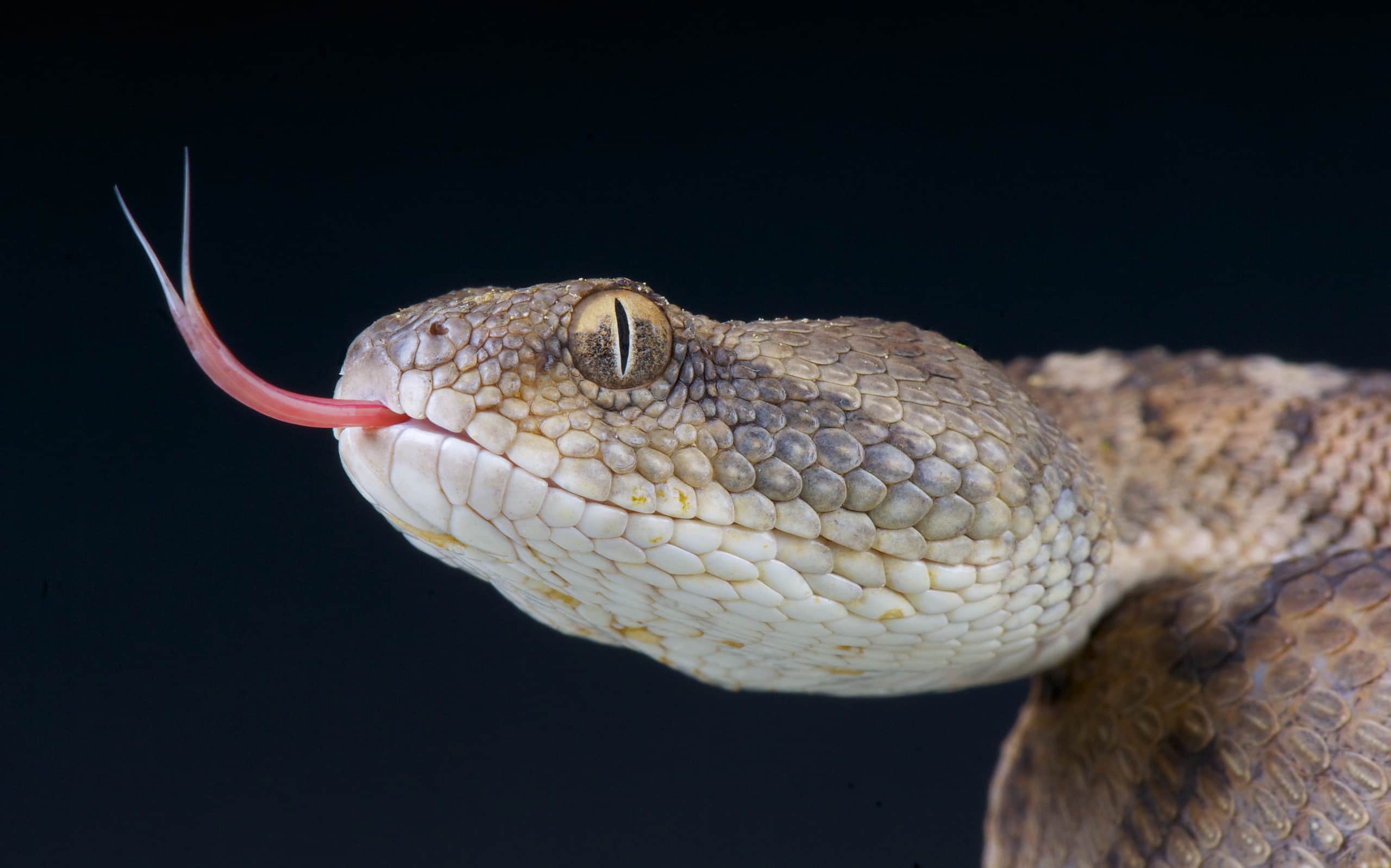Discover the deadliest snake on every continent on Earth