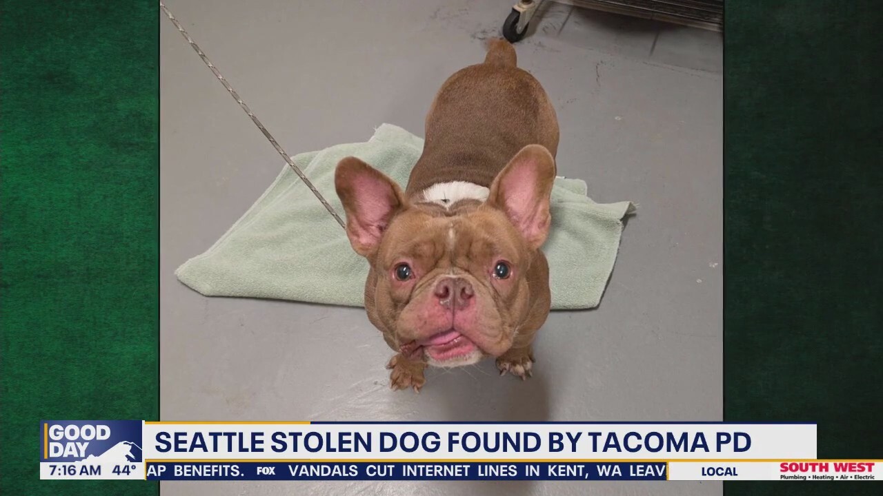 Stolen micro bully dog ‘Buddy’ found after months missing, reunited ...