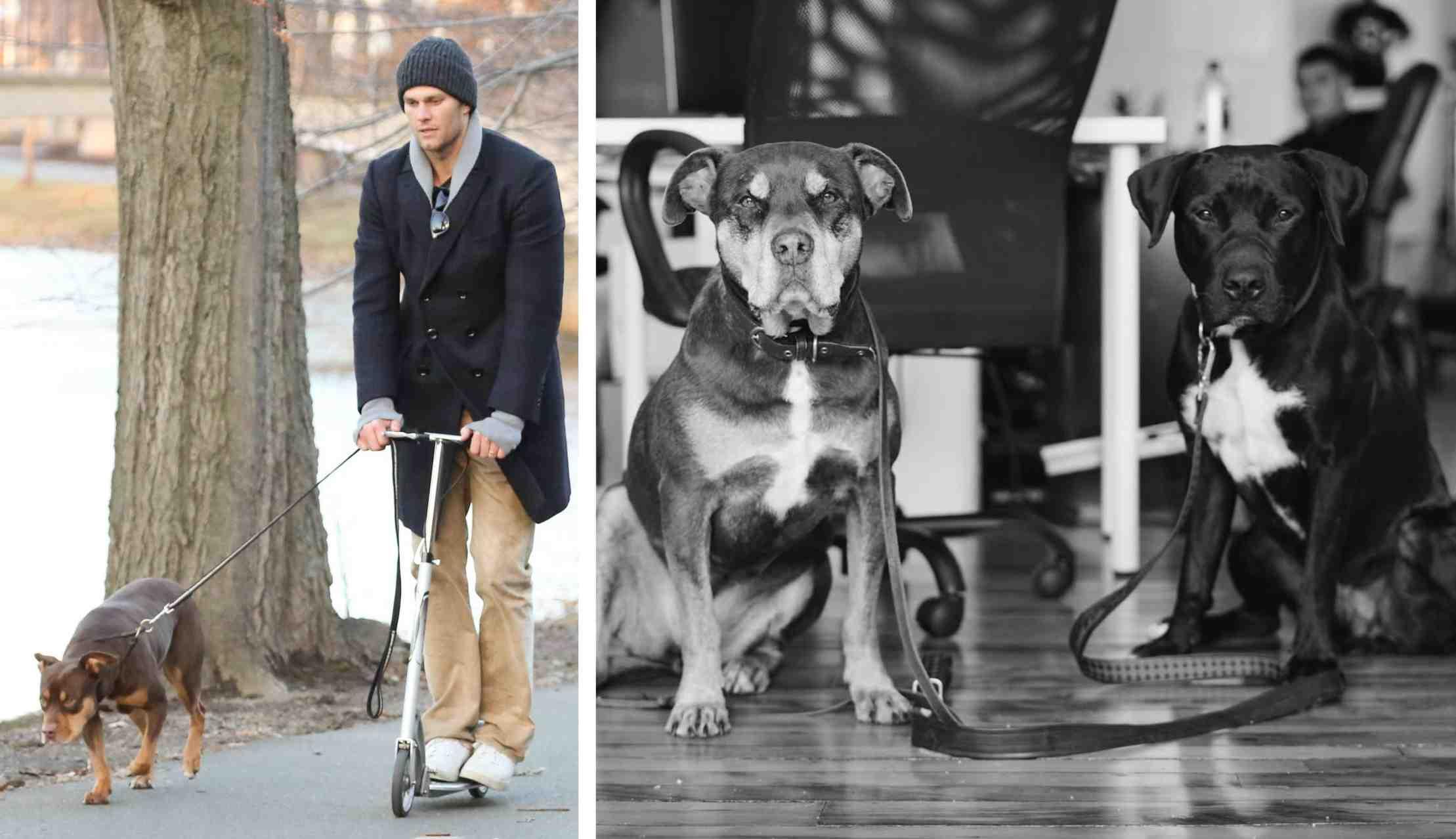 Tom Brady Cloned His Dog Thanks to a Company He Invested In — Details Here