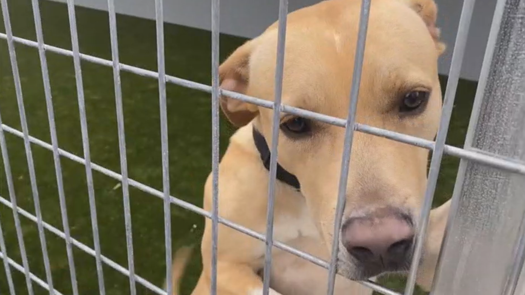 Over-capacity Riverside animal shelters urgently ask for dog foster and ...