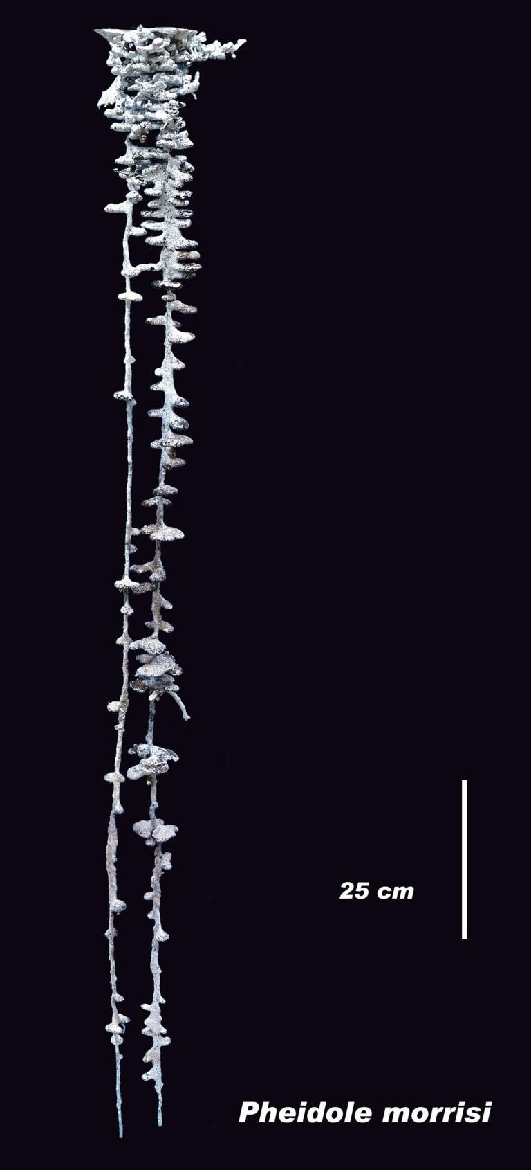 Bruce Museum displays 5-foot ant model as part of new science exhibit