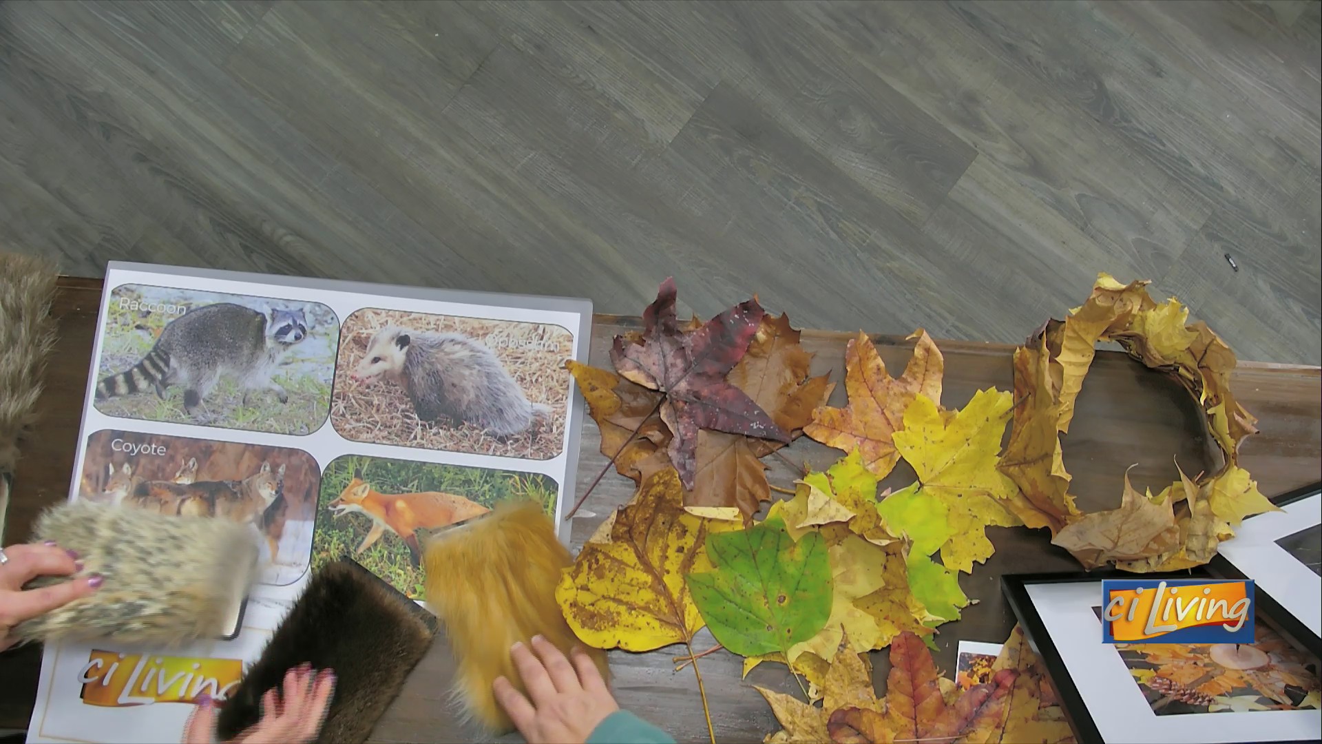 Discover How Animals Keep Warm with This Fun Activity