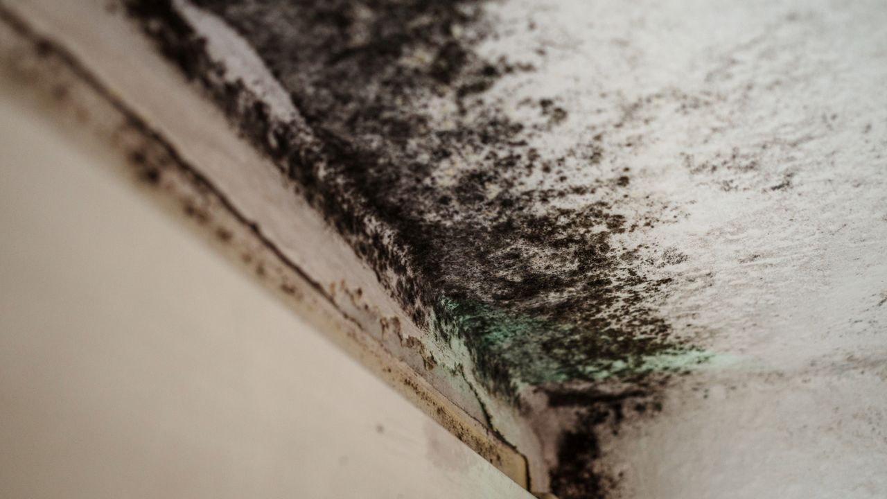 Mould in your home? 10 types you need to know (and how to remove them fast)
