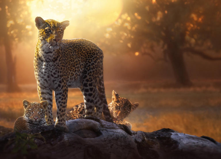 David Attenborough's new BBC series is groundbreaking