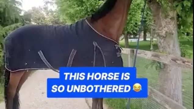 Horse totally unbothered by restless puppies