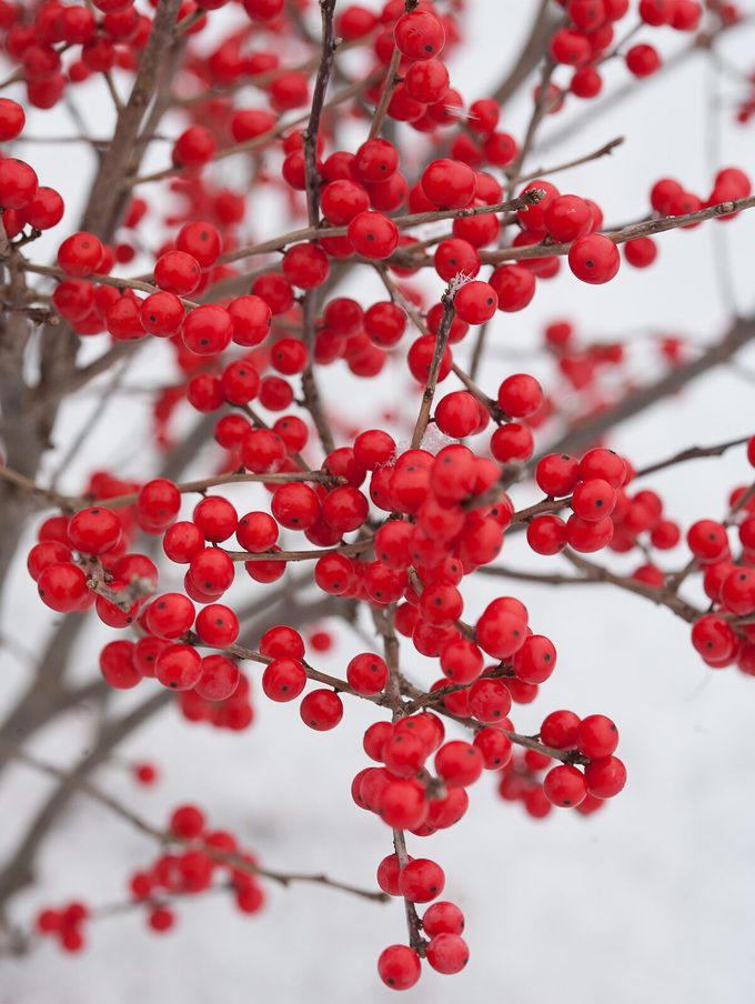 Grow a winterberry bush for seasonal beauty