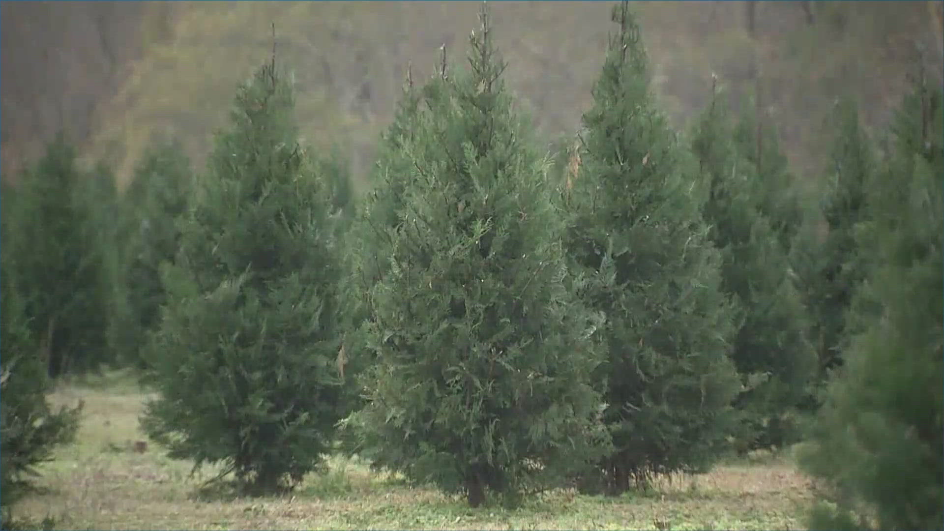 Christmas tree-cutting permits available in lottery system