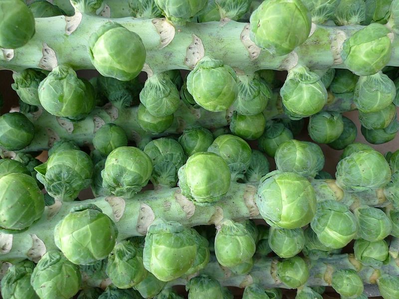 20 Most Hated Foods Ever – And Why We Keep Eating Them