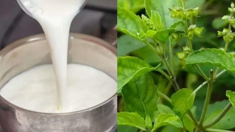 Discover the Health Benefits of Tulsi Milk: A Natural Remedy