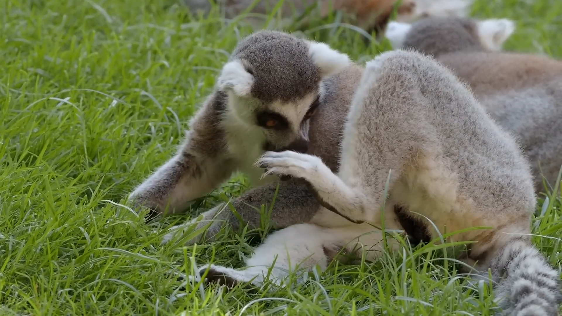 The Hidden World of Sinosauropteryx: Early Cretaceous Forests and ...