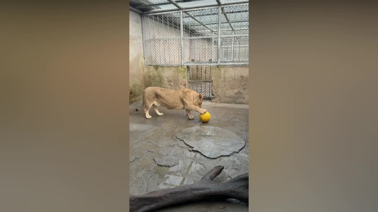Lion with tiny legs wins hearts after being nicknamed 'Corgi' by zoo staff