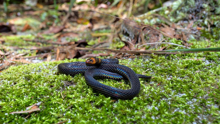 The Only 2 States In The Lower 48 With No Native Venomous Snakes To ...