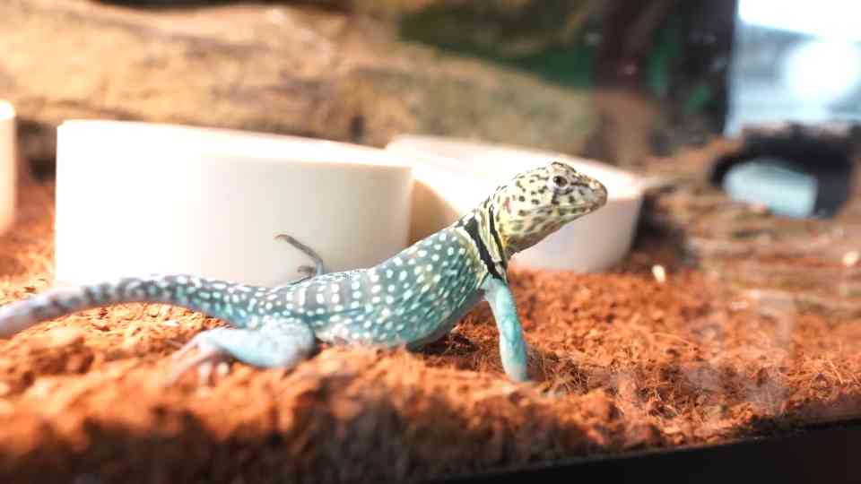 The Mystery of Parthenogenesis: World’s Largest Geckos Reproduce ...