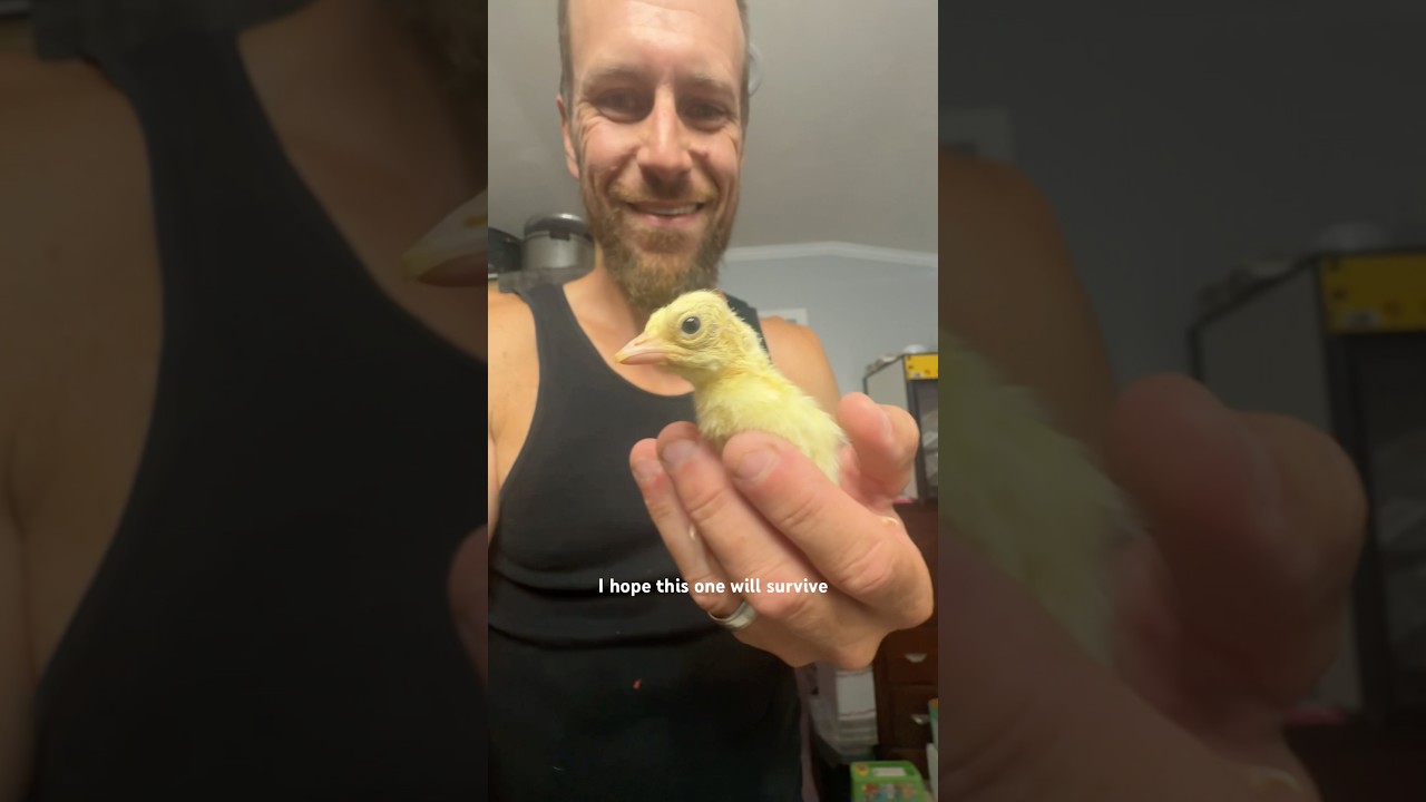 Will our broody hen raise this white peachick?