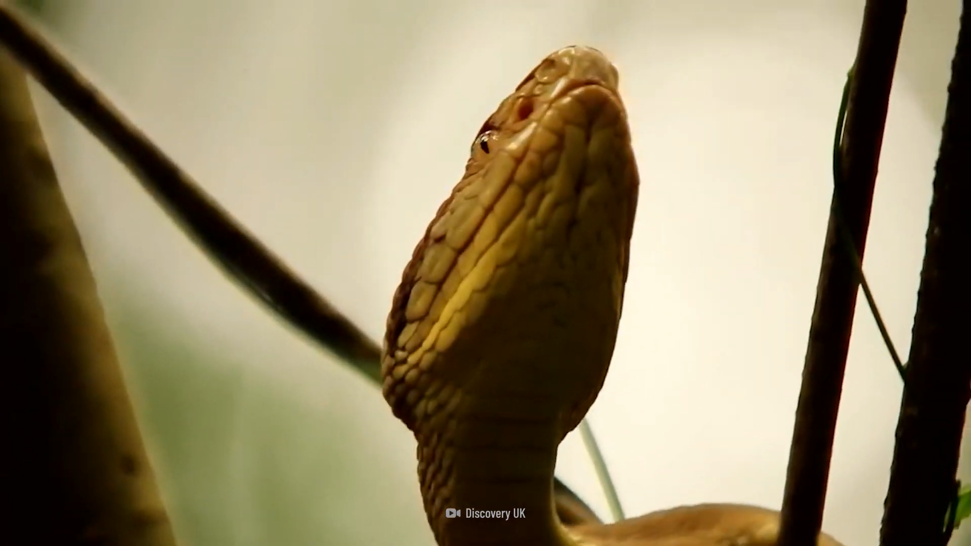 Comment survivre à l’île aux serpents