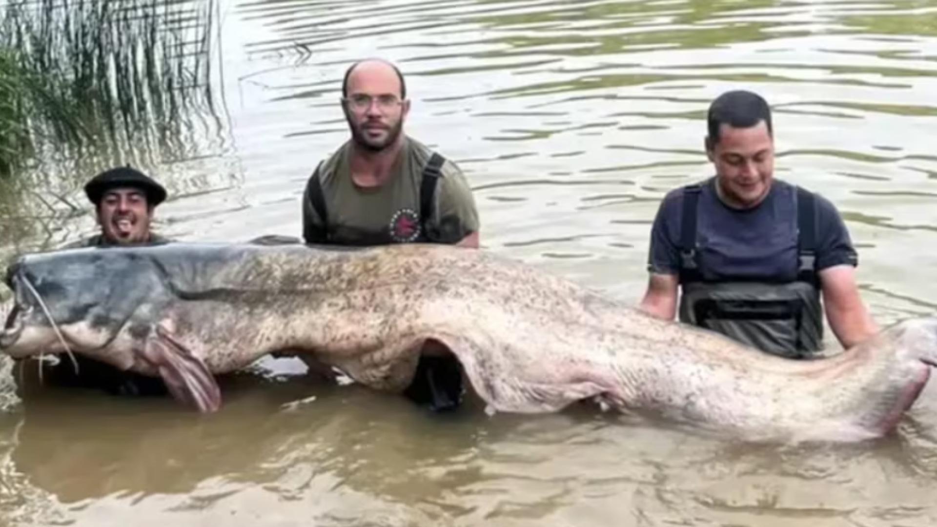 Pescan en el río Ebro el siluro más grande registrado en España: 130 ...