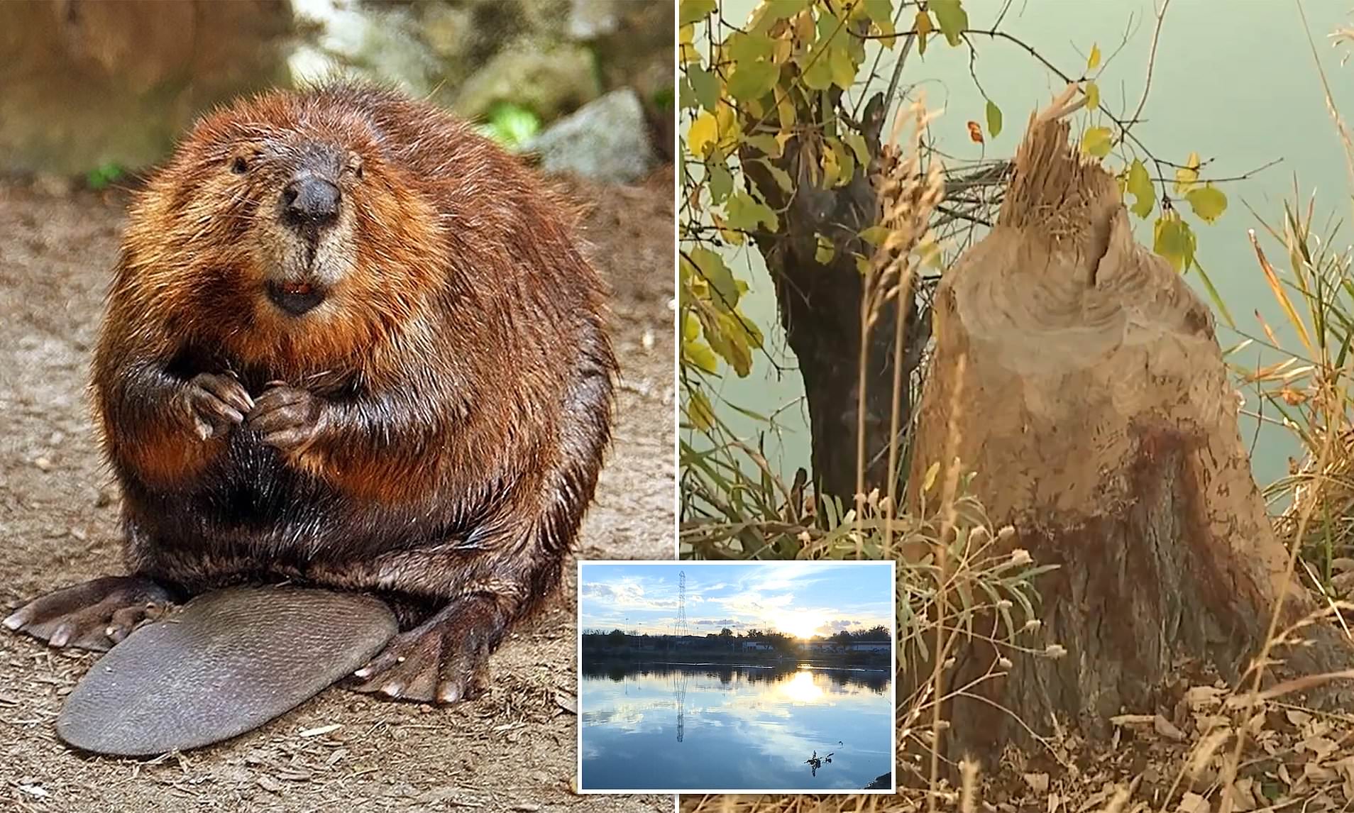 Fears for 'beautiful' Colorado park after family of beavers move in and ...