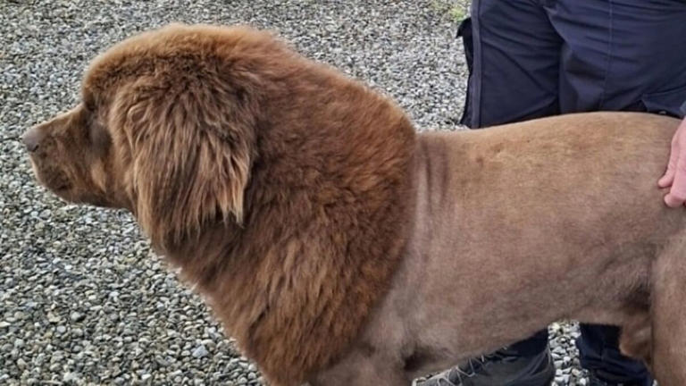 Gardaí conclude roaming ‘lion’ spotted in Clare was actually a dog