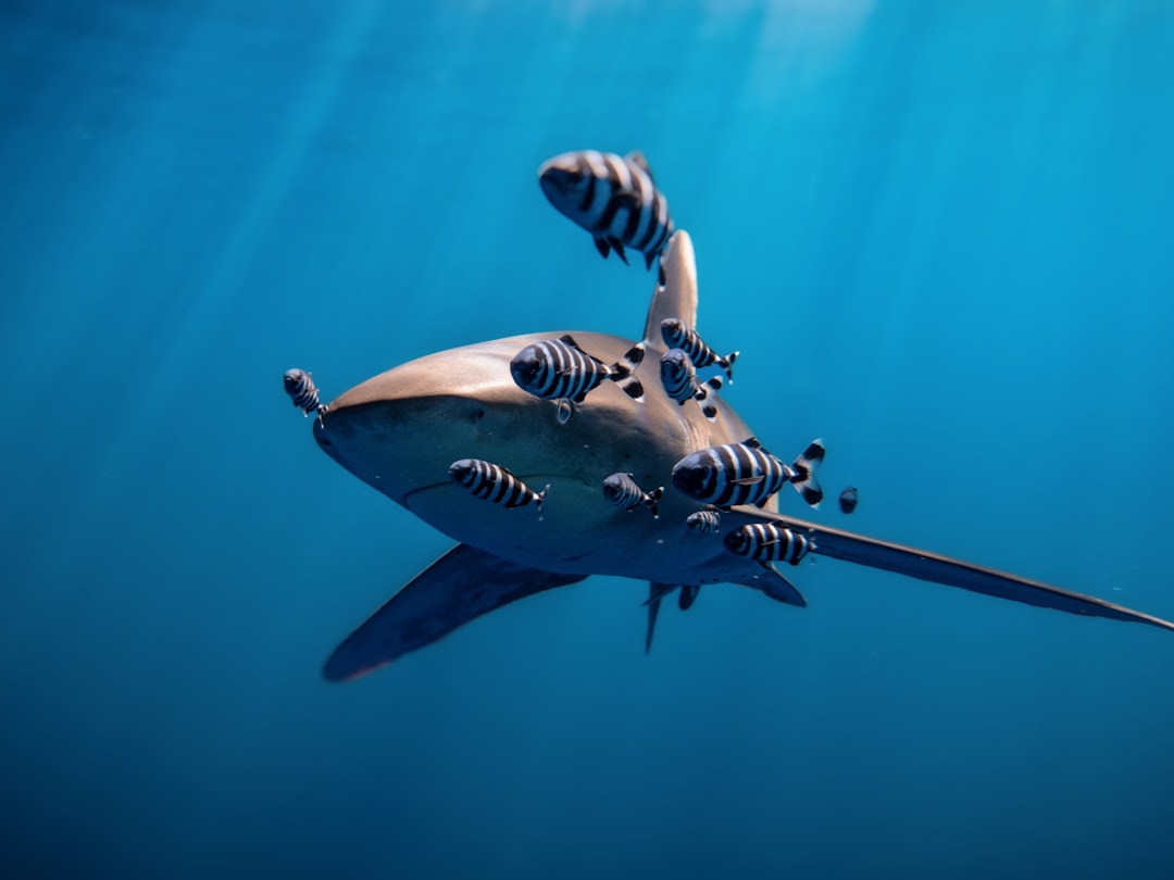 7 Wild Species Whose "Dangerous" Reputation Is Greatly Exaggerated