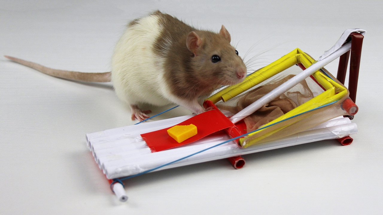 DIY humane paper mousetrap: Catch & release rat trap tutorial!