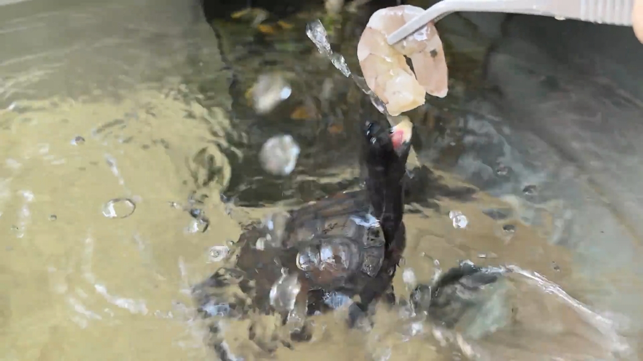 Little turtle excitedly chases shrimp in Guangdong, China