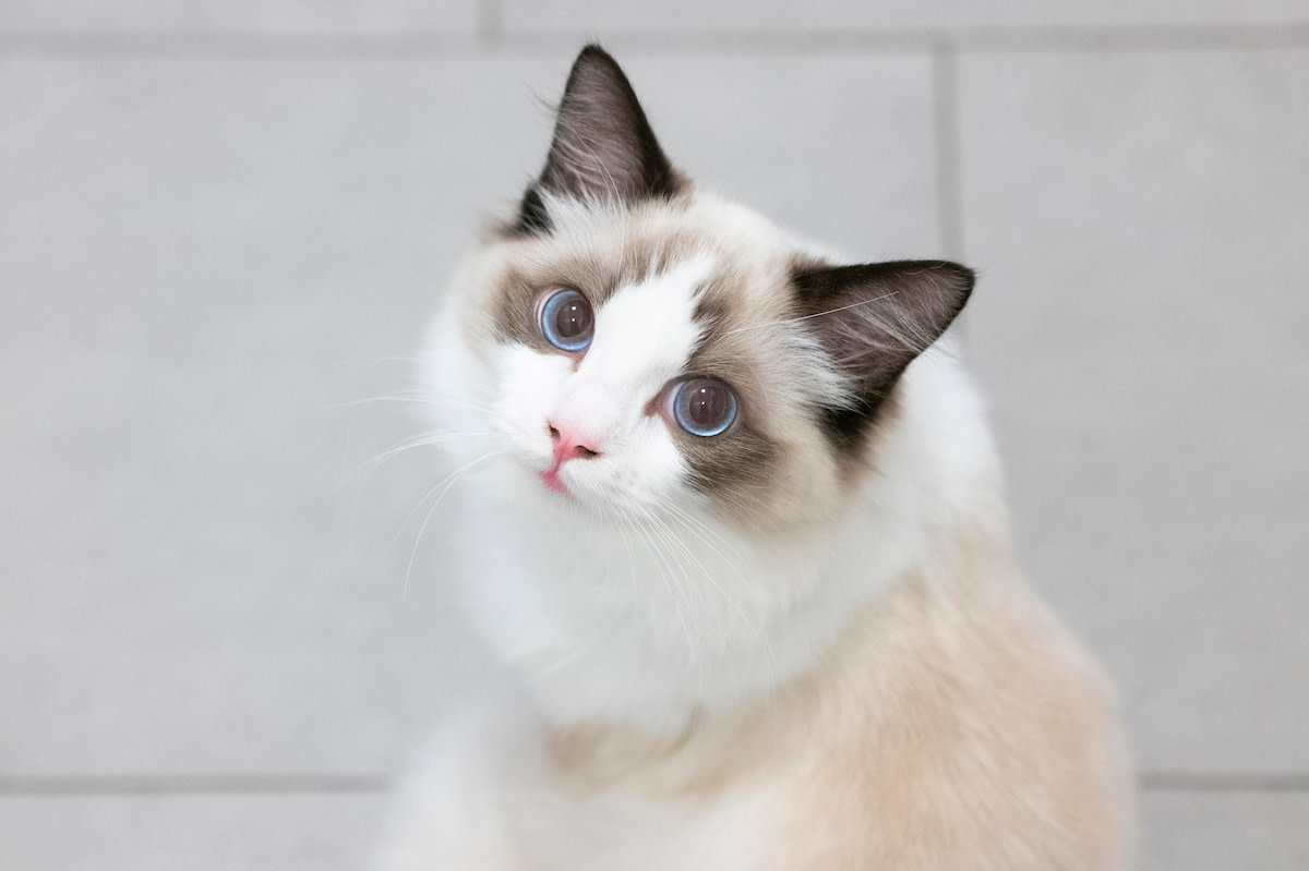 Ragdoll Cat Playing in the New Baby’s Swing Reminds His Parents He’s ...