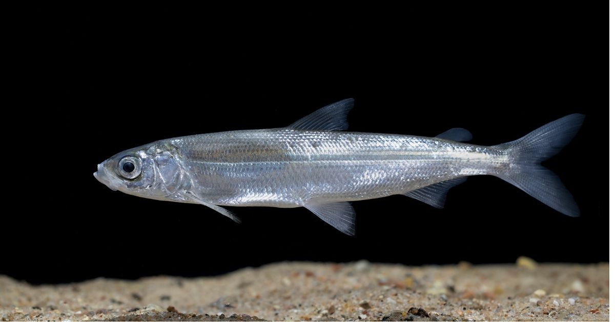 The incredible comeback story of the UK’s rarest fish