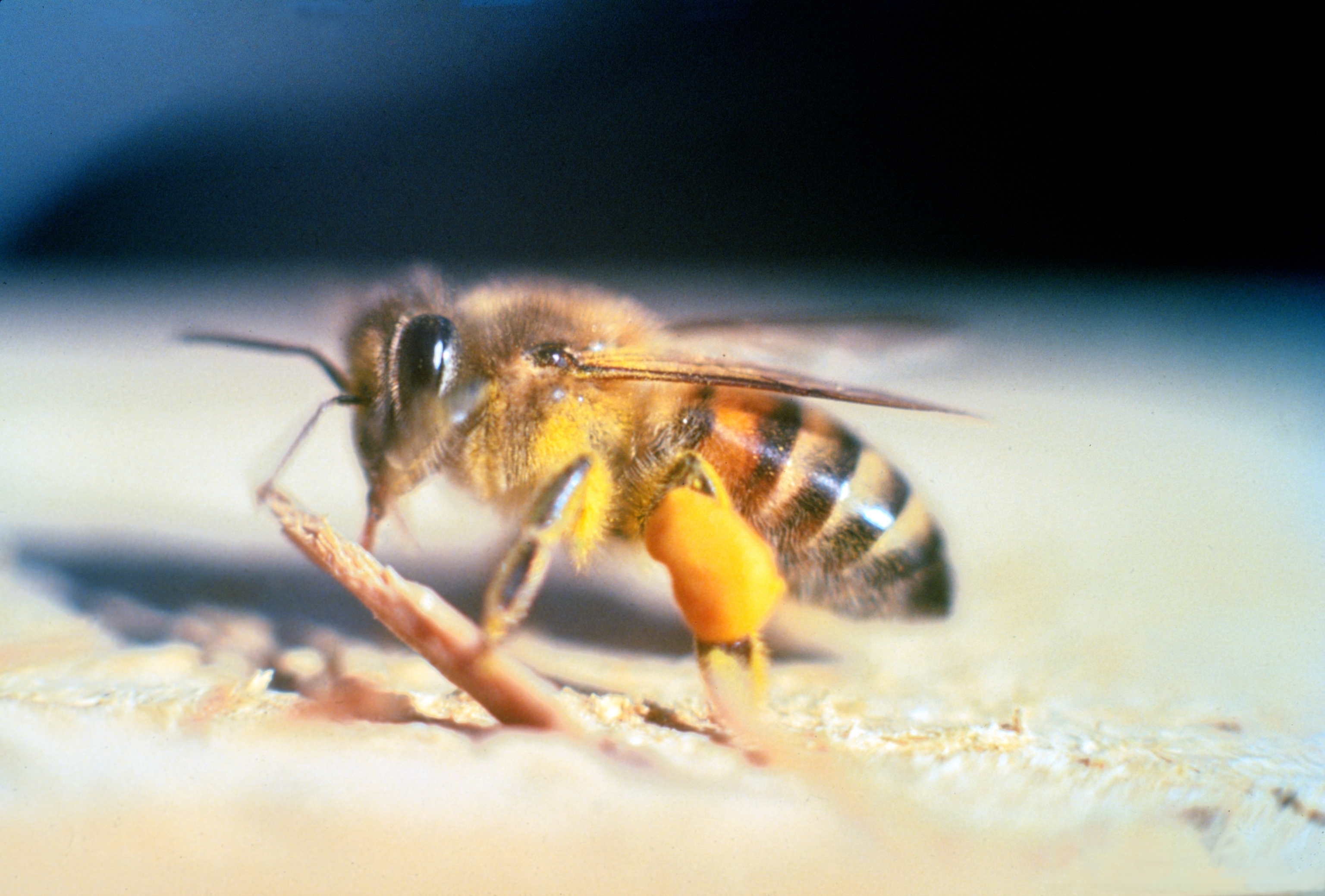 7 Wild Species Whose "Dangerous" Reputation Is Greatly Exaggerated
