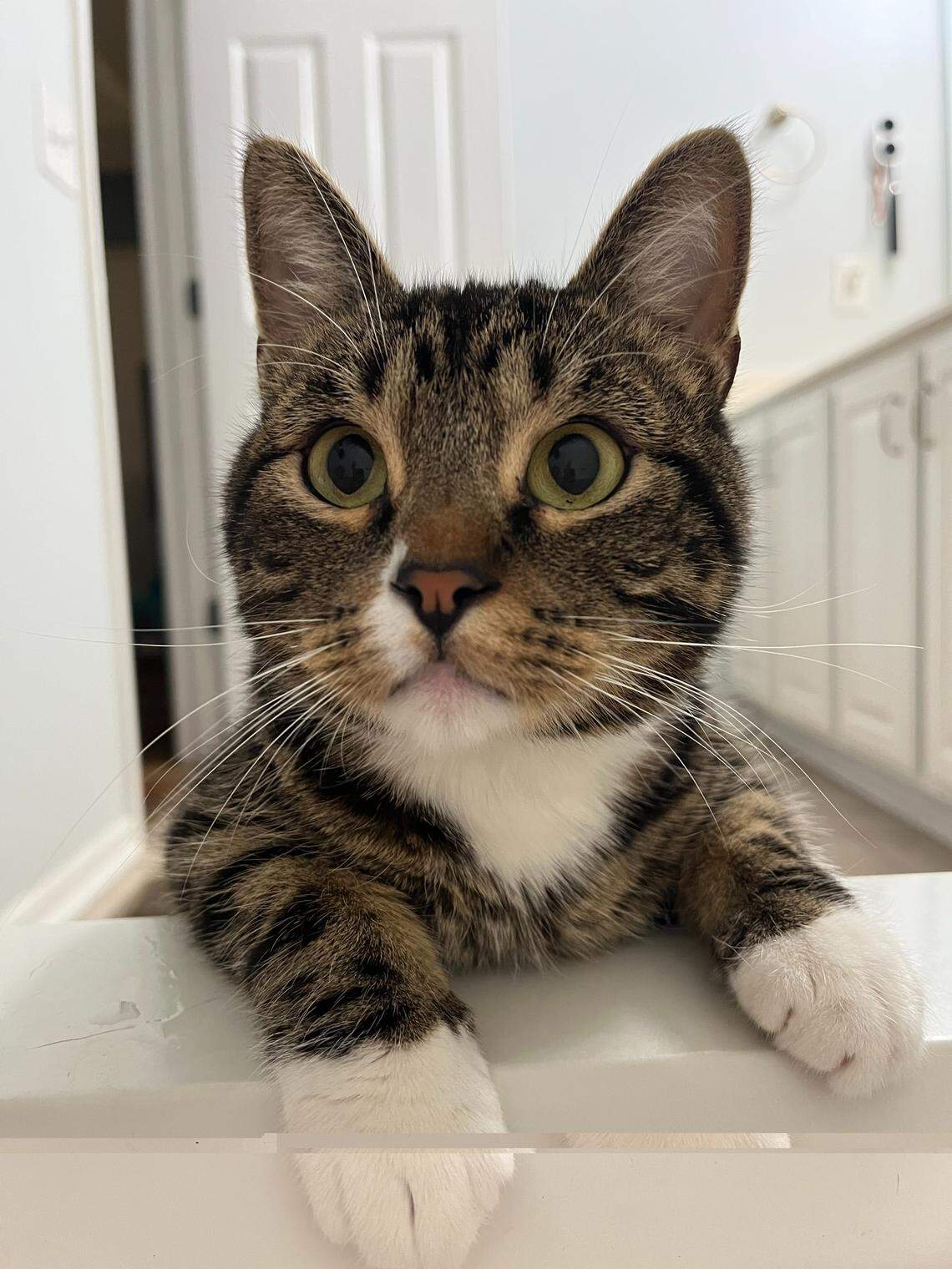 Mike TV - who is small but mighty - voted cutest cat in US. See the ...