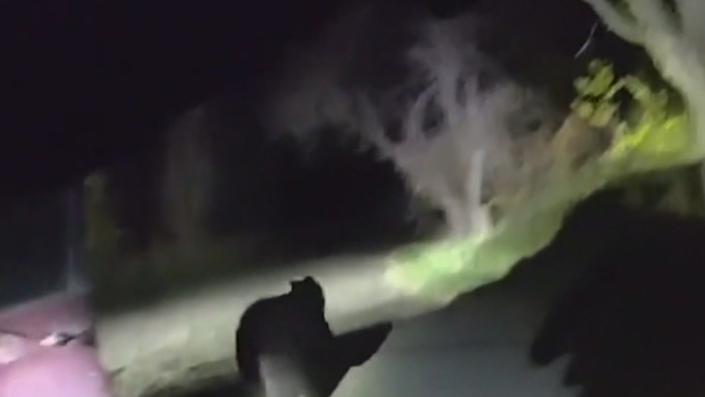 Bear breaks into car in Larimer County and became trapped inside