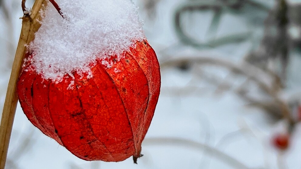 Overwintering Physalis and Harvesting Again Next Year