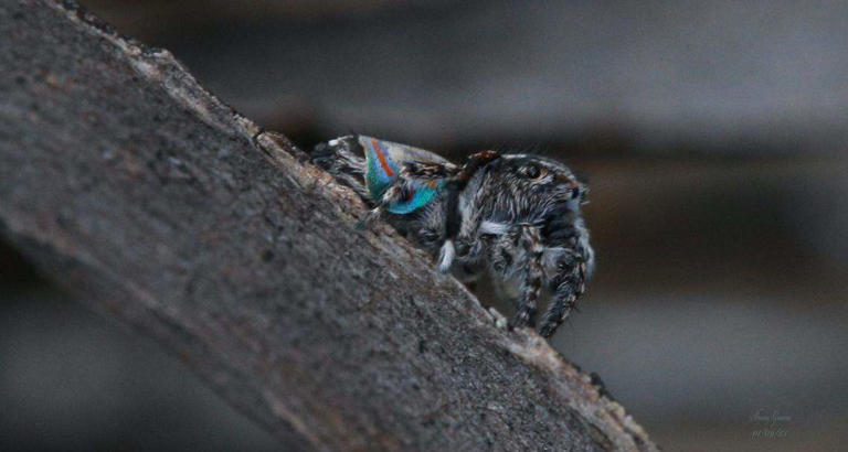 Movement in bushes leads photographer to first-of-its-kind sighting in ...