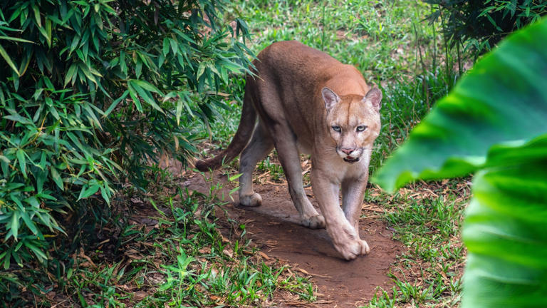 5 Creatures That Can Take Down A Mountain Lion And 3 That Wouldn’t Dare Try