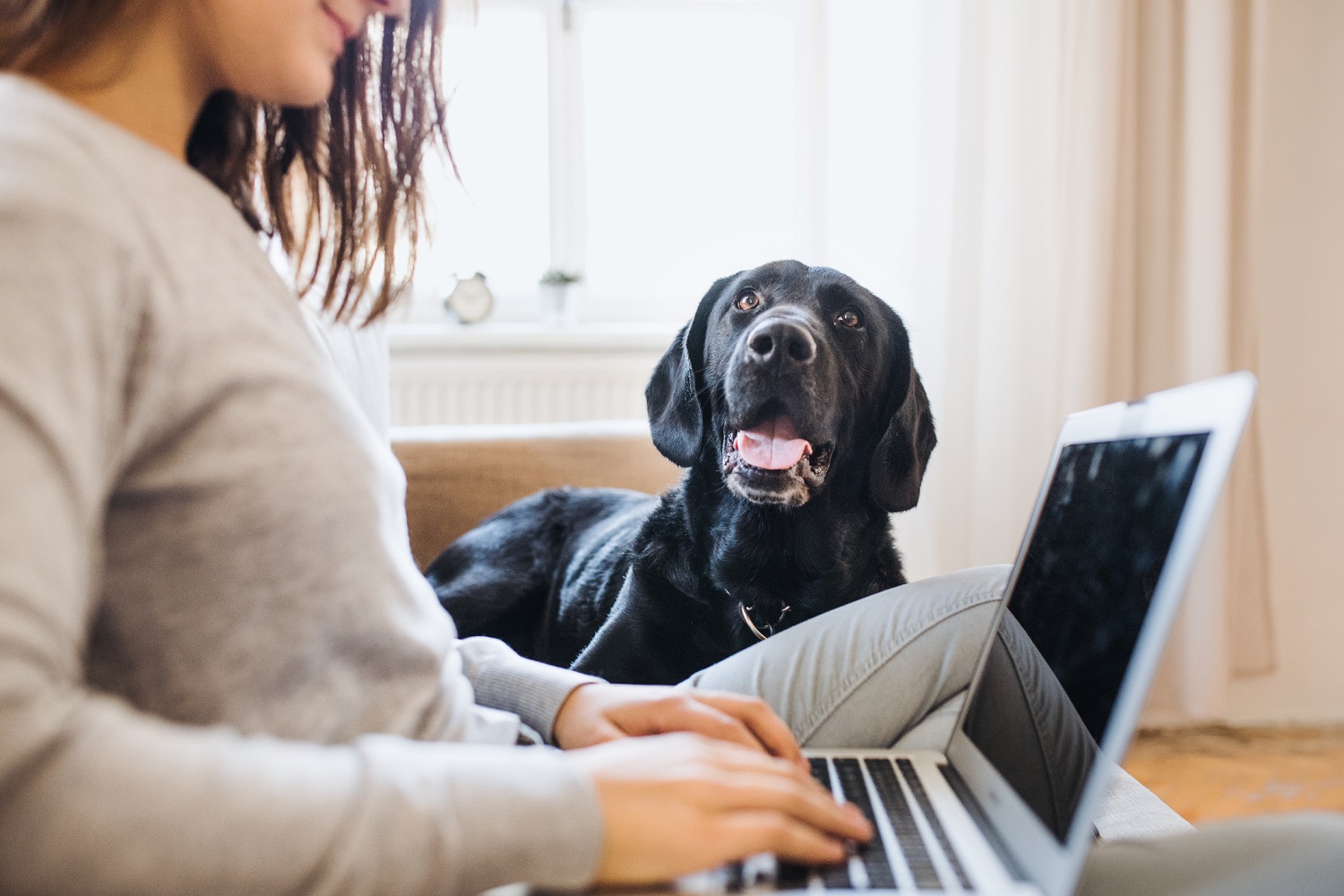 Pets in the workplace: Is it a good or bad idea?