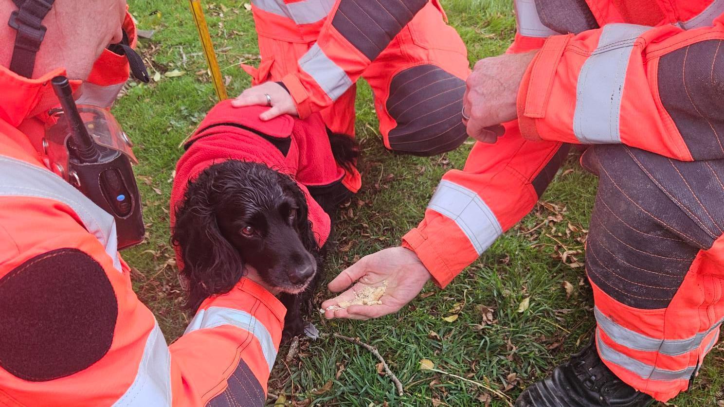 Spaniel freed from drainage pipe after three hours