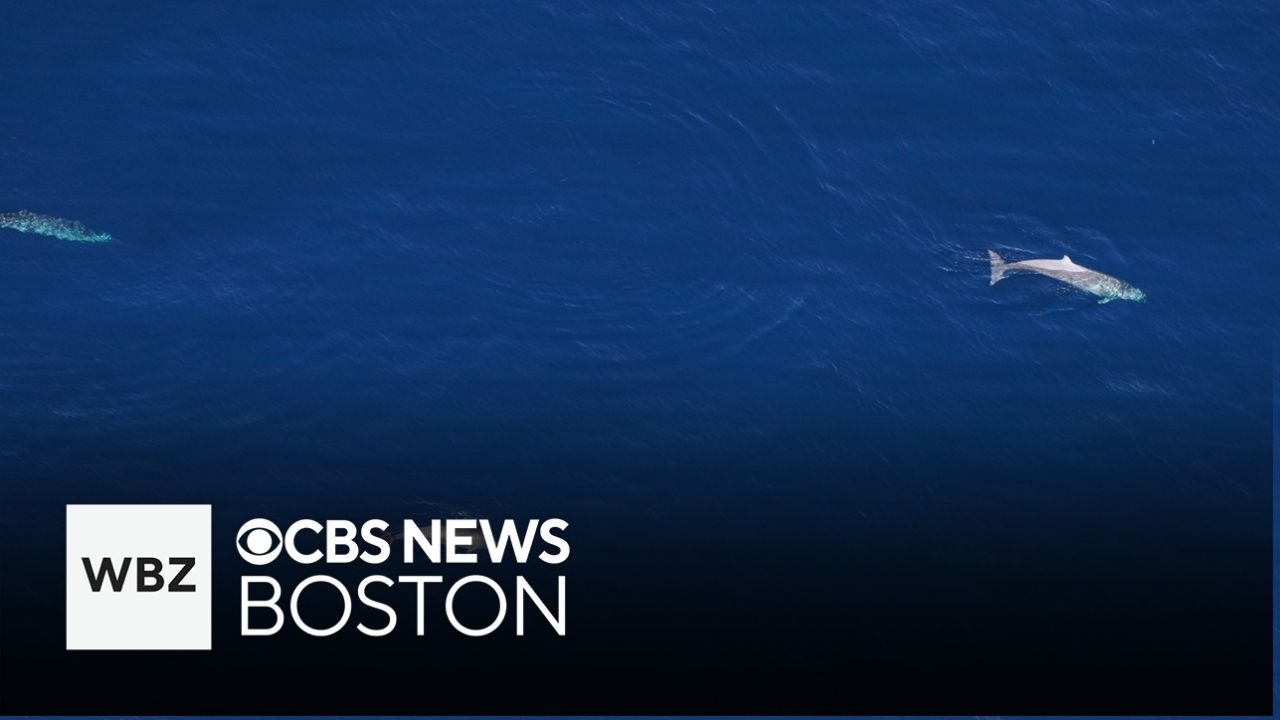 Rare sighting of True's beaked whales reported off Cape Cod