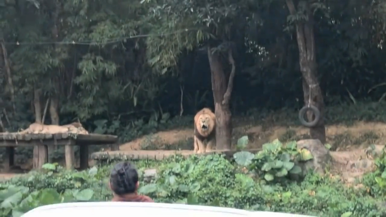 Playful lion responds to human’s shouts in Guangdong, China