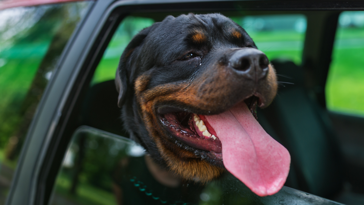 Rottweiler’s 'almost-thought' moment sparks viral laughter