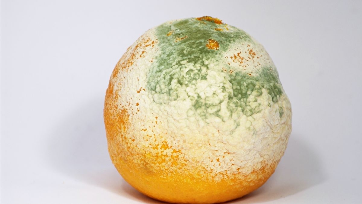 É possível "salvar" comida mofada, segundo a ciência?