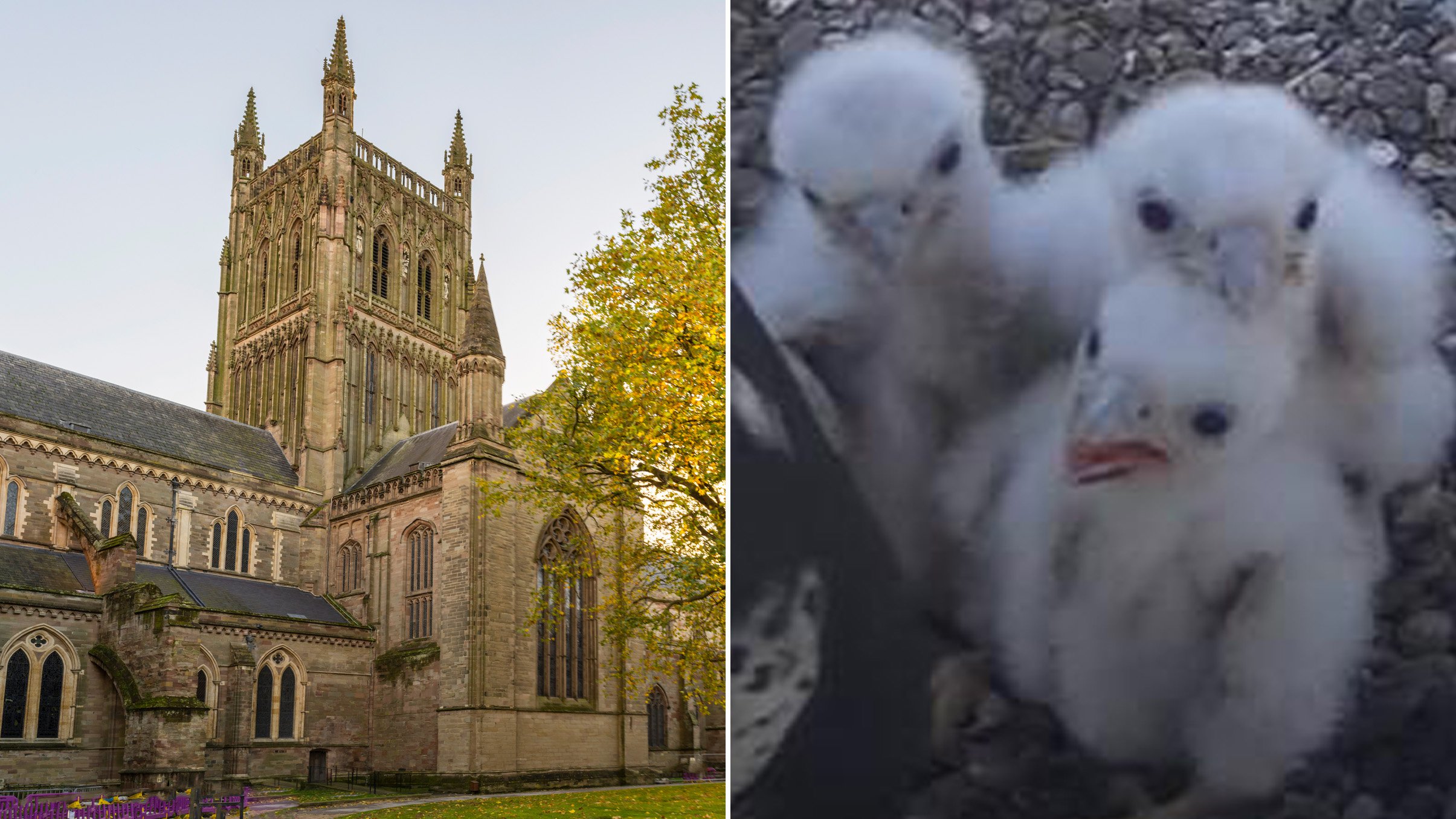 Mystery after peregrine falcon chicks' poisoning