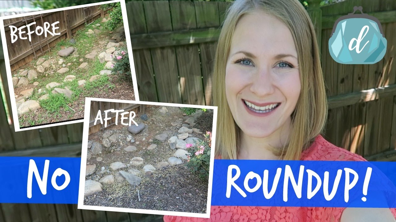 All-natural weed killer (no more Roundup!) 🌱