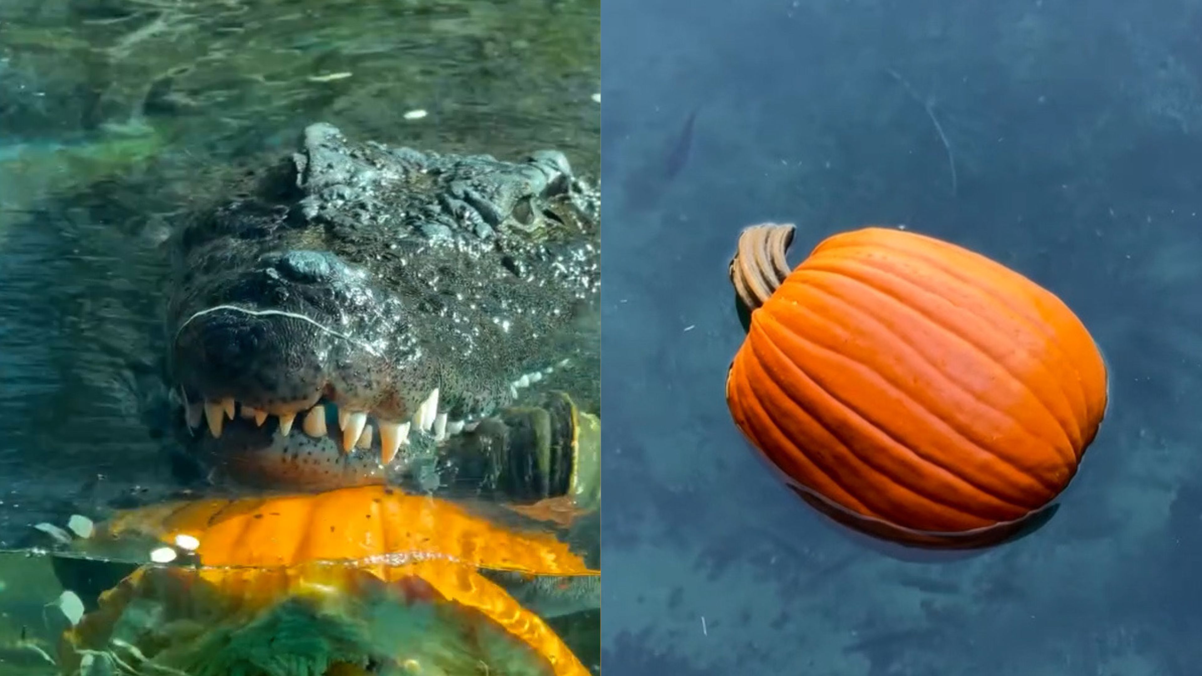 Crocodile smashing, crunching, chomping pumpkins