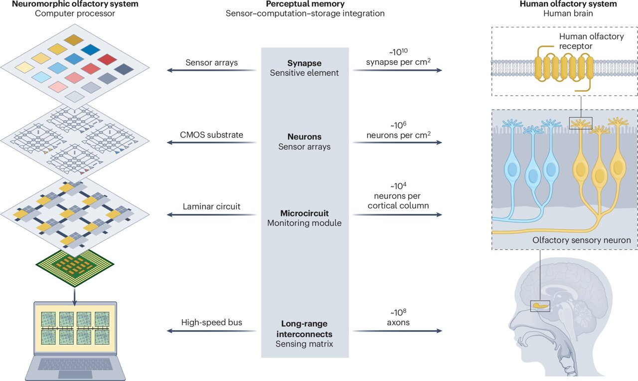 Brain-inspired chips are helping electronic noses better mimic human ...