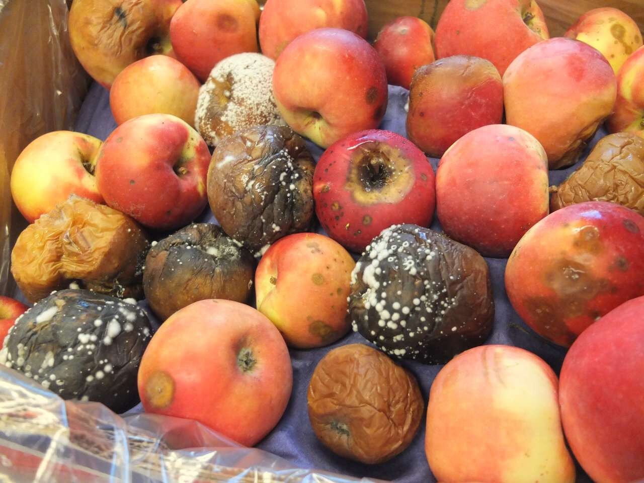 Using metabarcoding to detect rot-causing fungi in apples