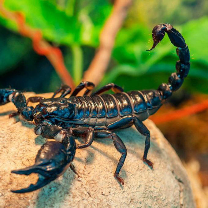 The 10 Most Dangerous Bugs You Need to Avoid