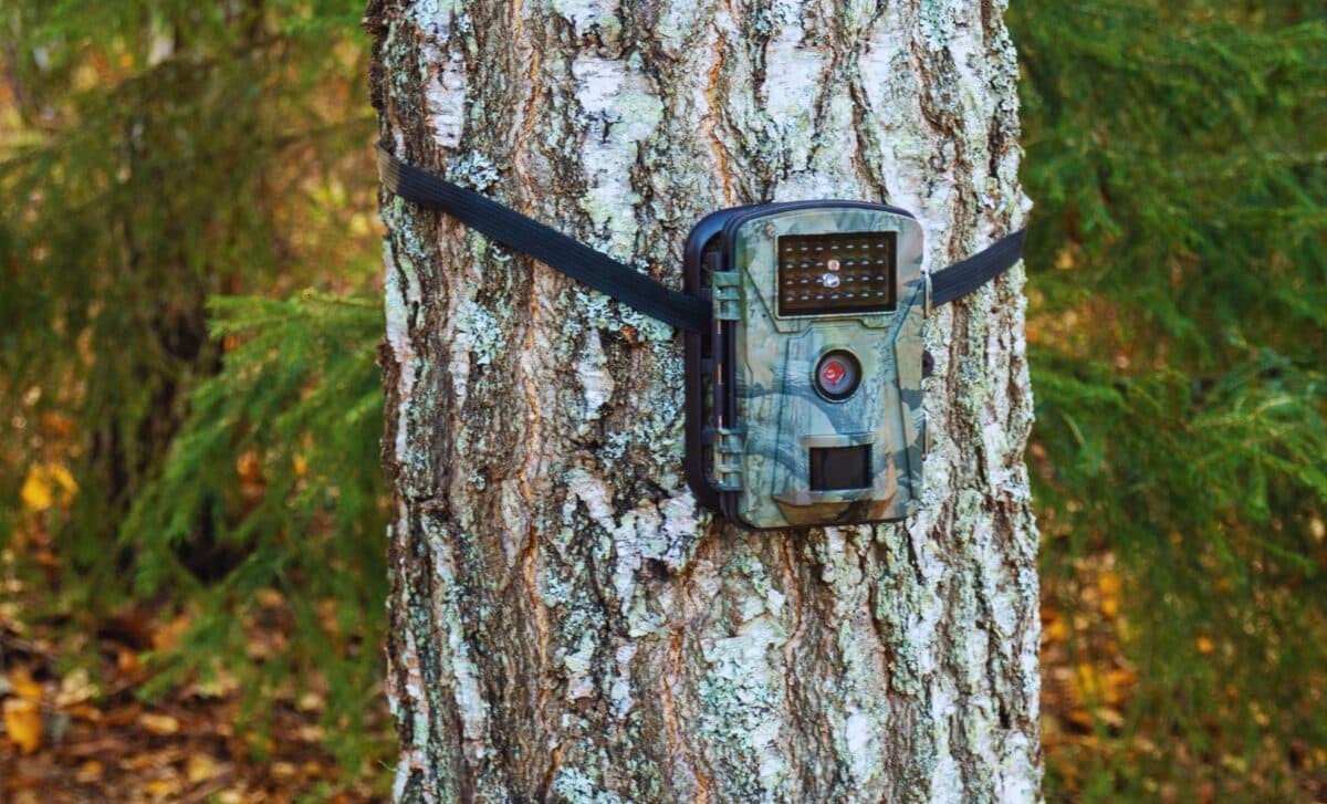 A Long-Lost Creature Captured for the First Time in Years by Trail Camera