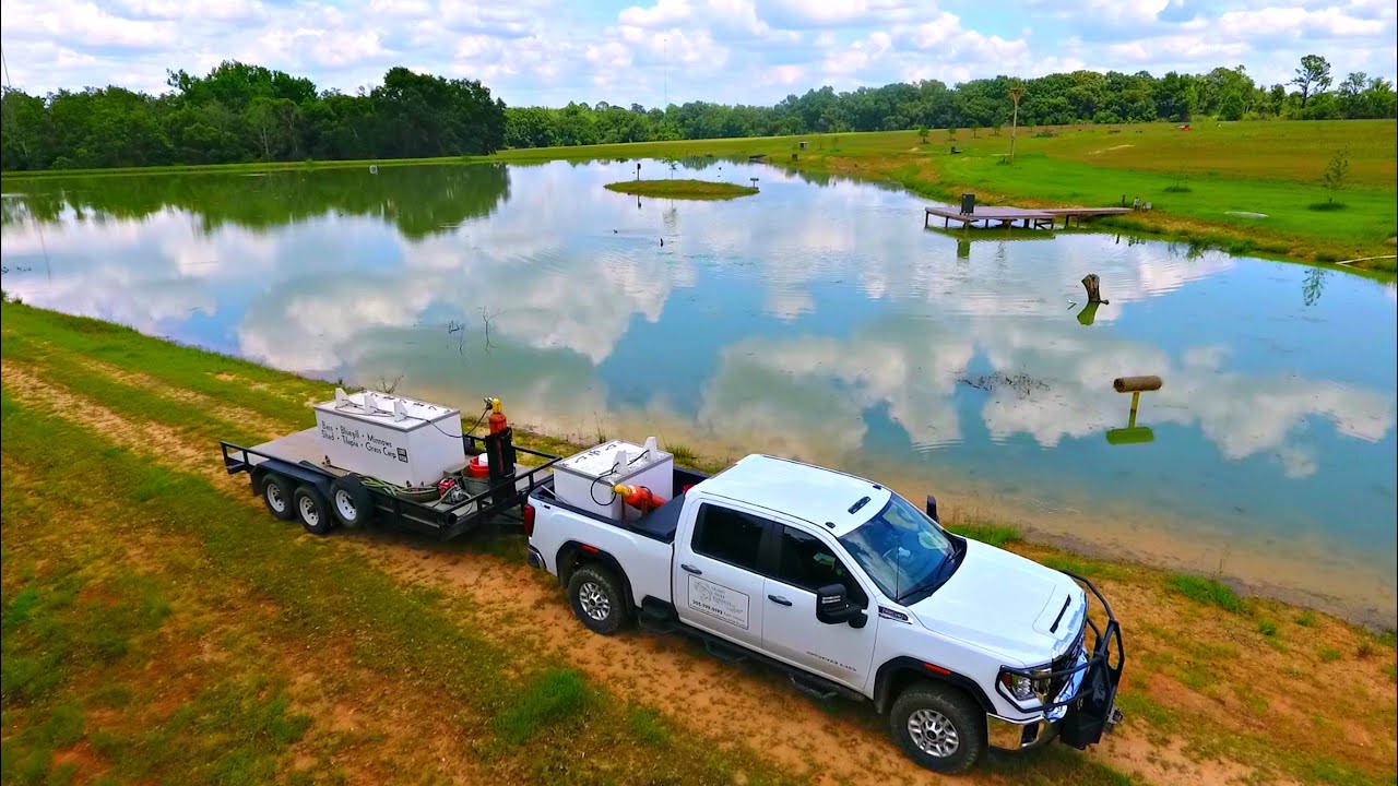 Adding 1,000 tilapia to the 5 acre pond!