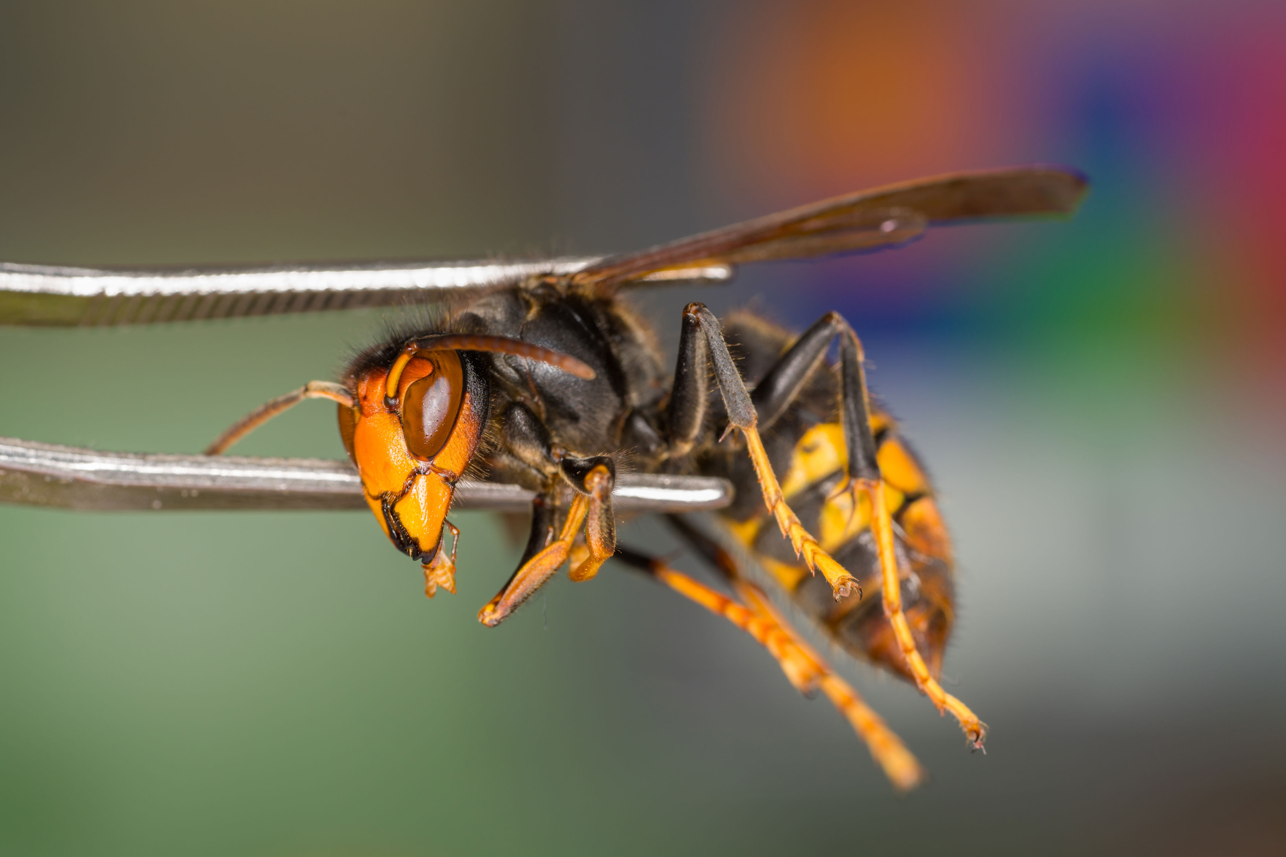 Father and son die after suspected Asian giant hornets sting them over ...