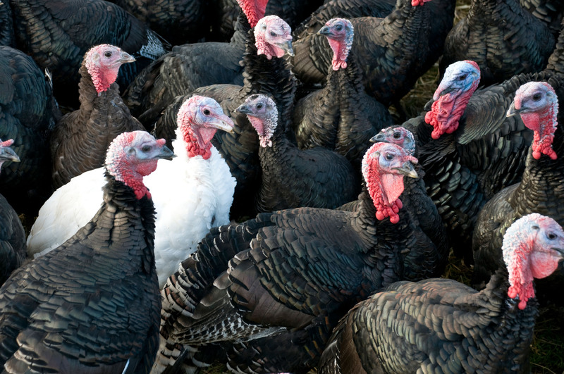 Farmers call for housing order as bird flu outbreak confirmed in ...